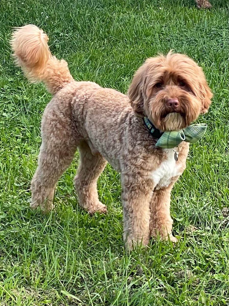 Upcoming Litters - Green Mountain Labradoodles