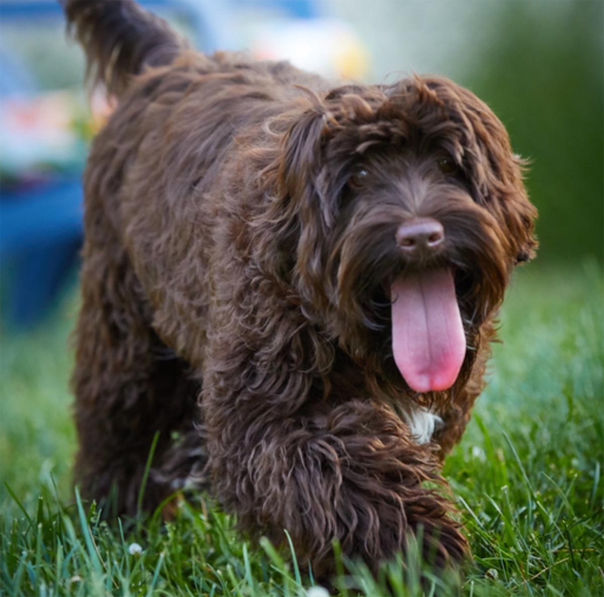 Upcoming Litters - Green Mountain Labradoodles