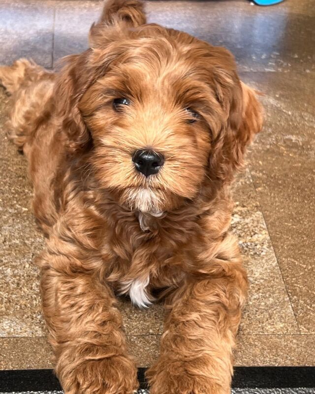 Contact Us - Green Mountain Labradoodles
